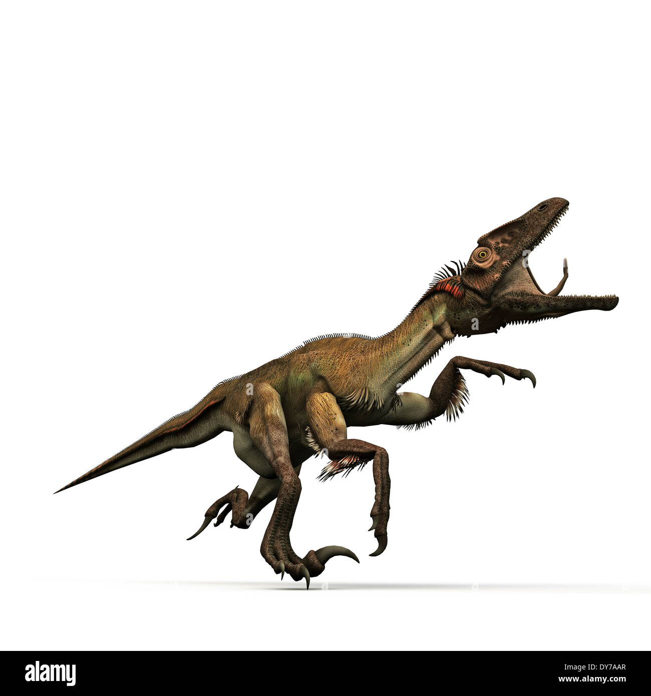 utahraptor isolated on white background Stock Photo - Alamy