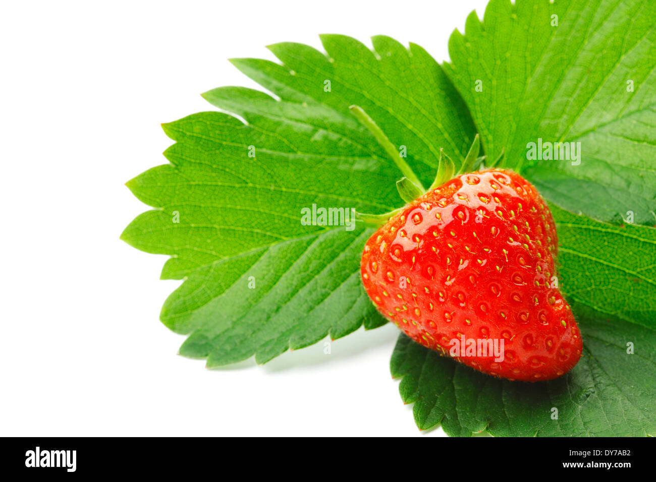 One strawberry with leaves isolated on white background Stock Photo - Alamy