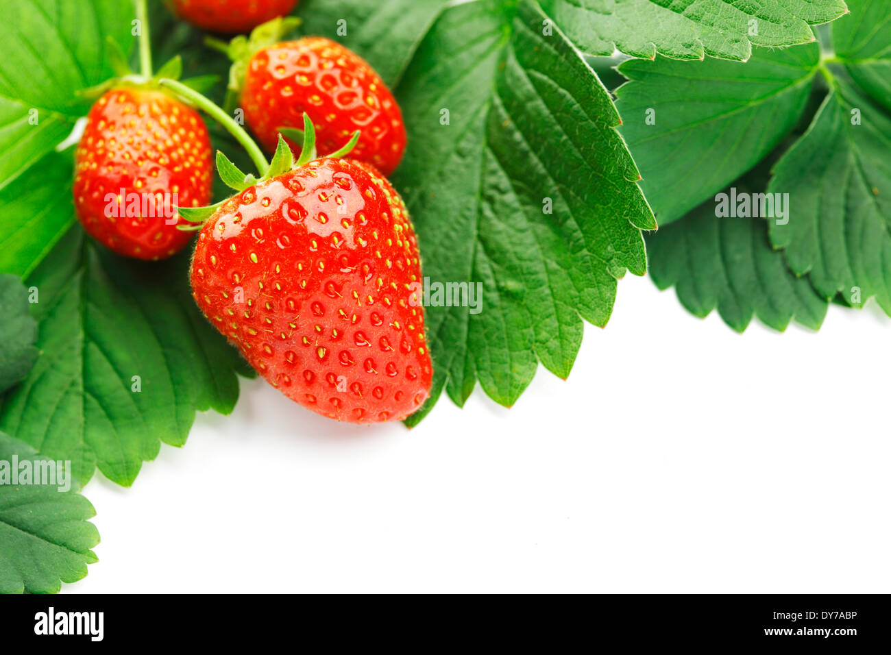 Strawberry with leaves isolated on white background Stock Photo - Alamy