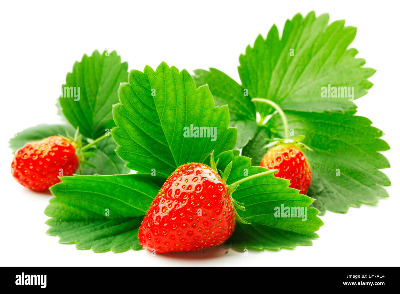 Strawberry with leaves isolated on white background Stock Photo - Alamy