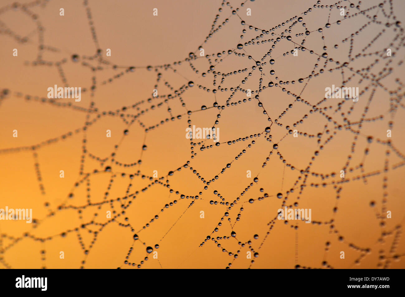 Tensile strength of spider silk hi-res stock photography and images - Alamy