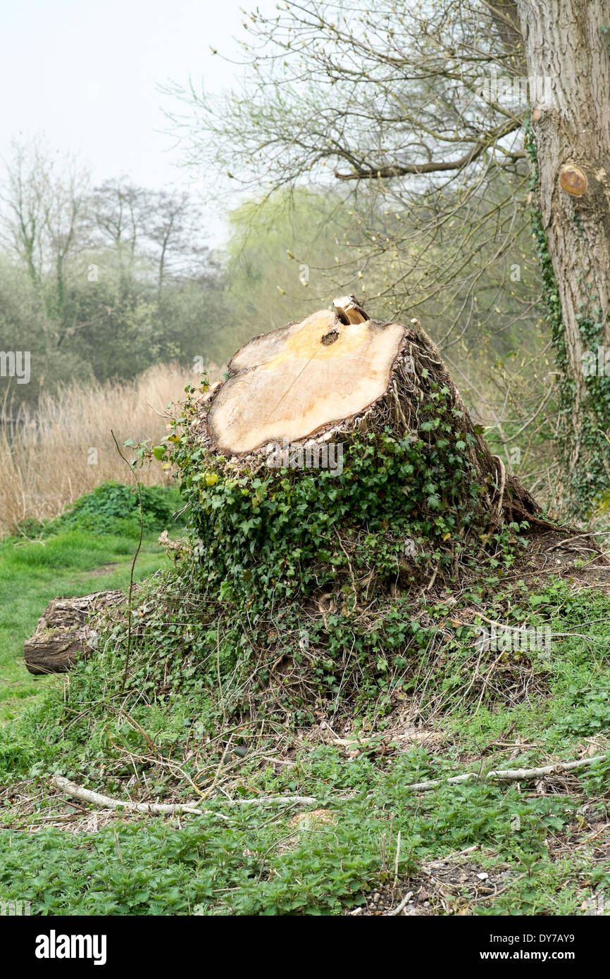 Tree stump ivy hi-res stock photography and images - Alamy