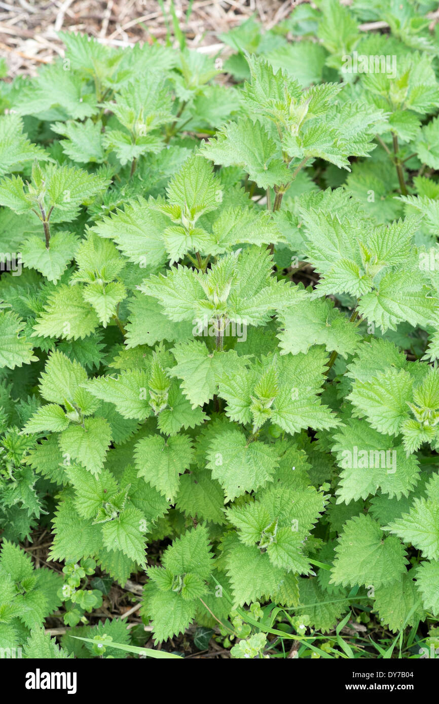 Patch of nettles hi-res stock photography and images - Alamy