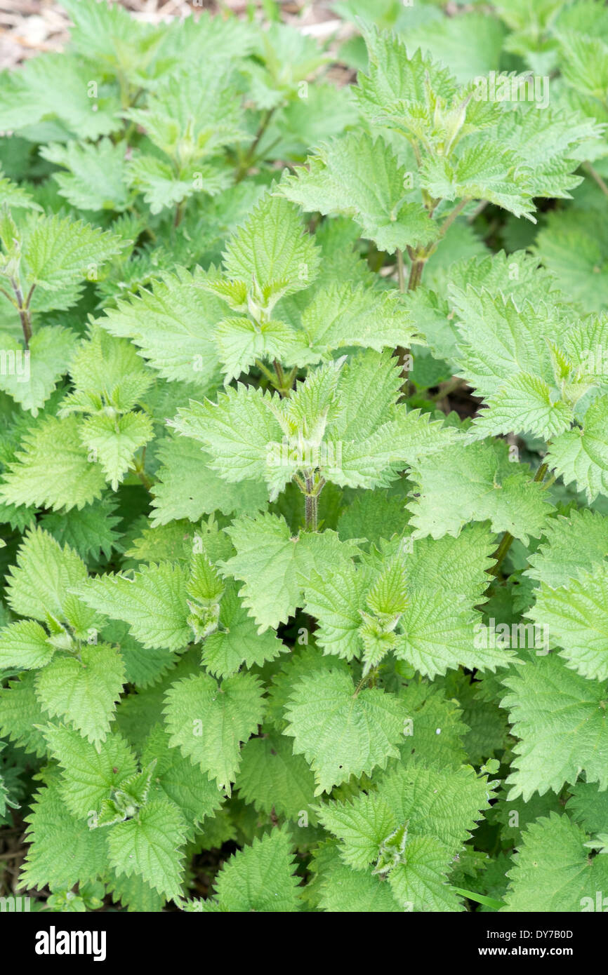 Patch of nettles hi-res stock photography and images - Alamy