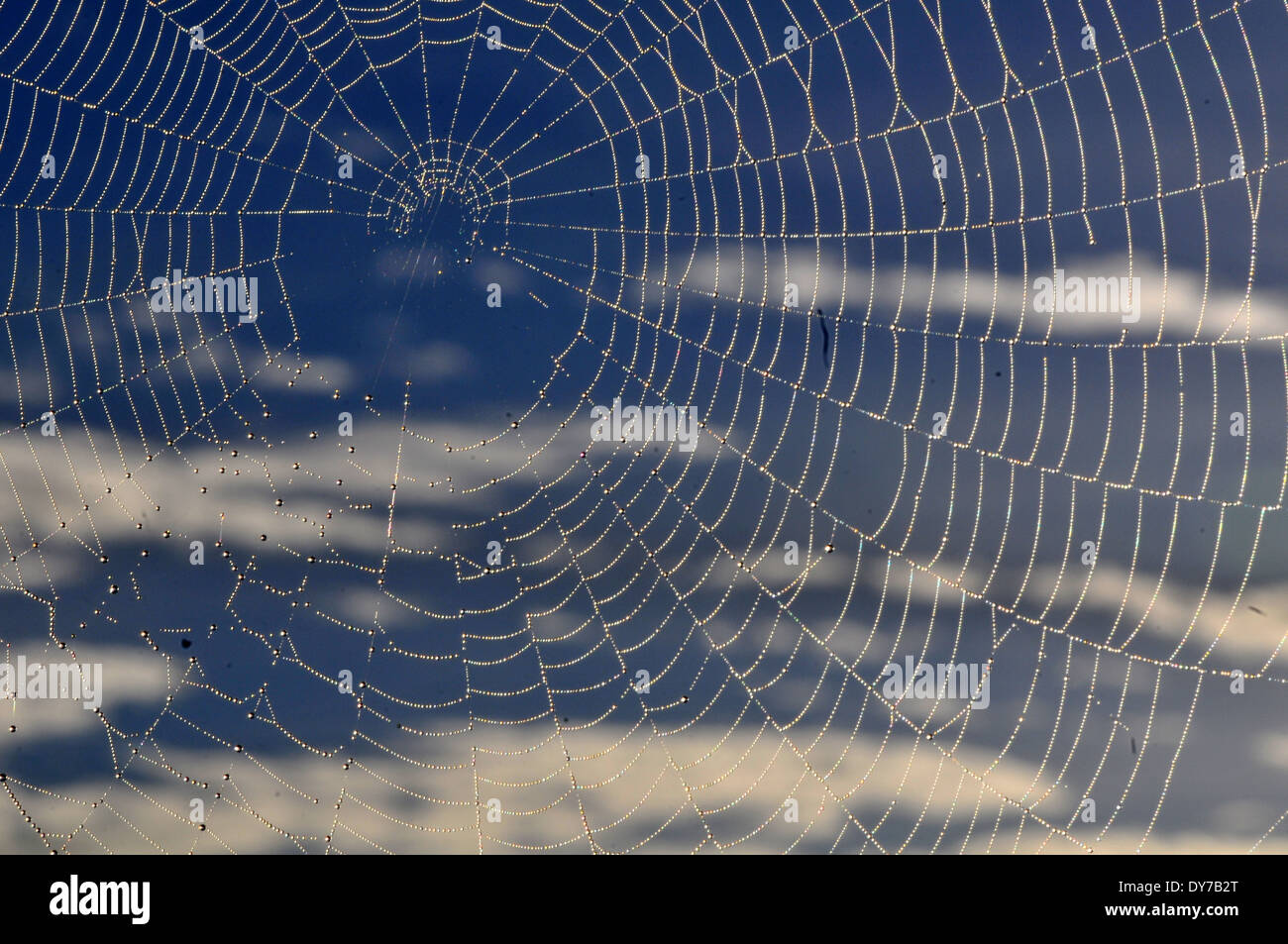Spider web with a blue sky in the background, Manapouri, South Island ...