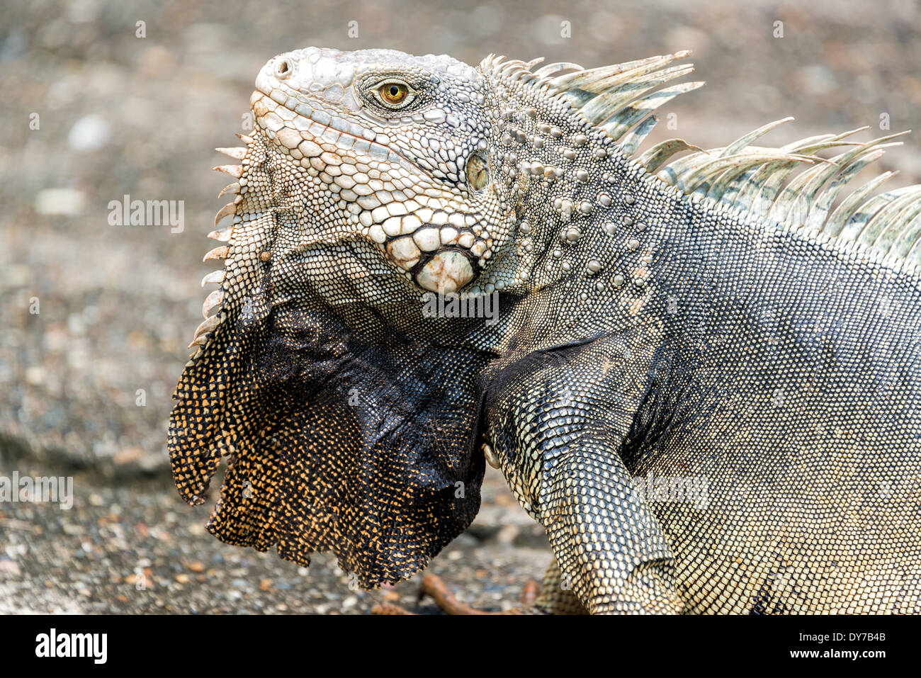 Closeup view of an very large iguana in Colombia Stock Photo - Alamy