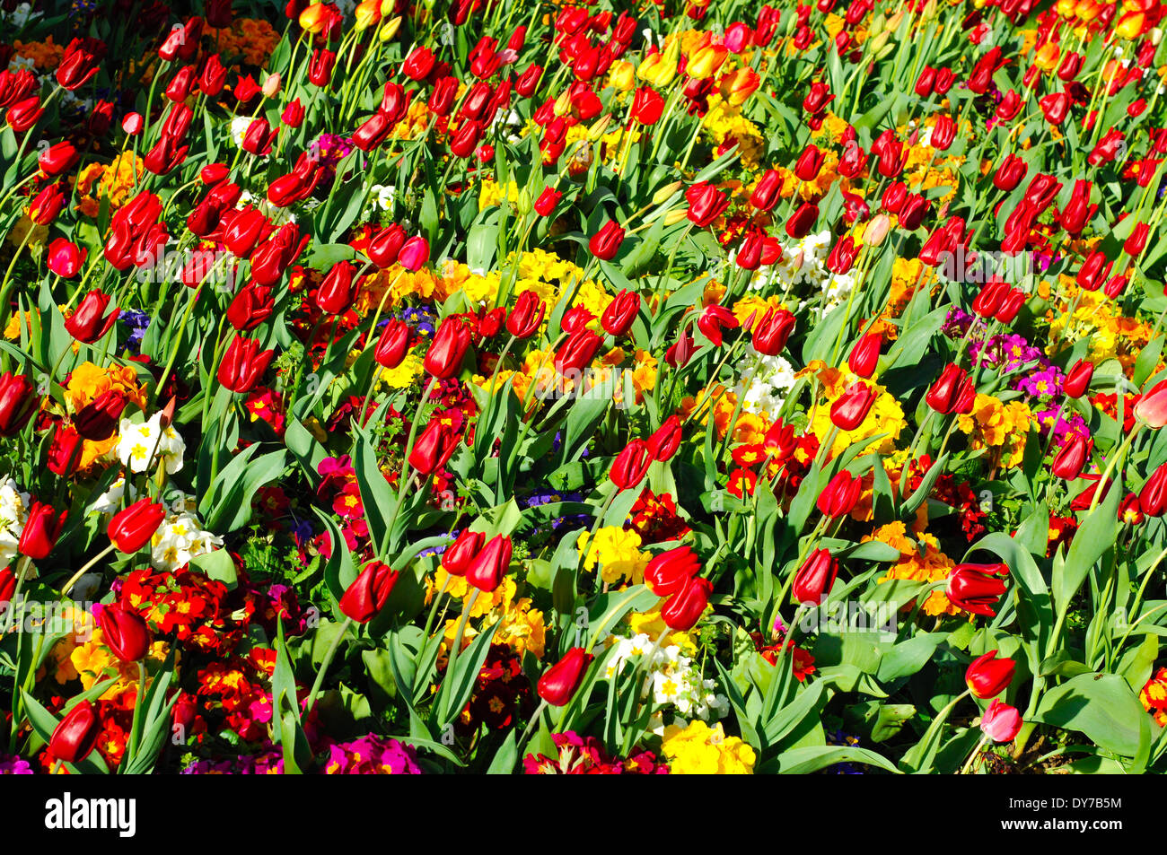 Intense flower hi-res stock photography and images - Alamy