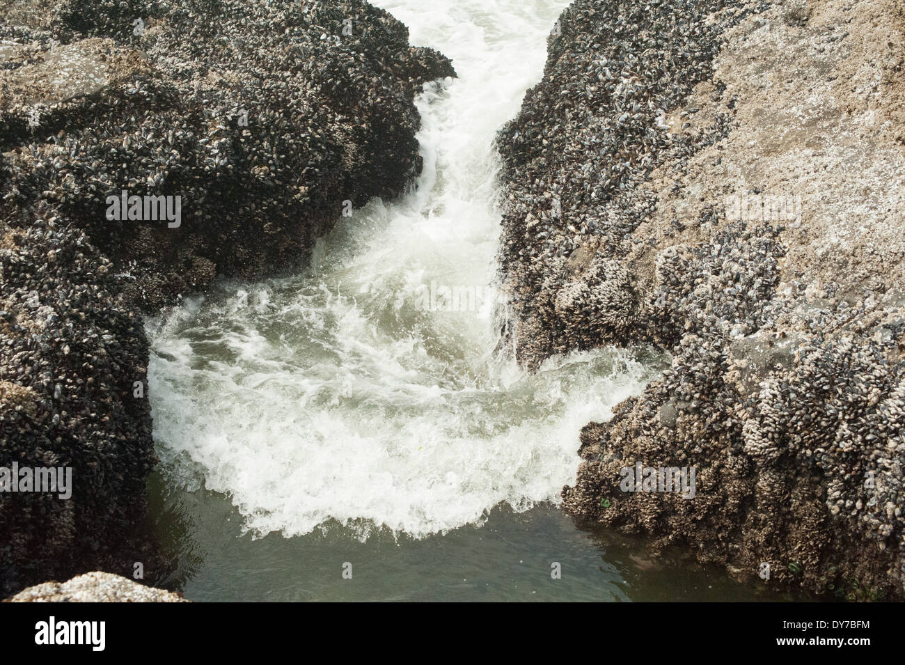 Tide washing in tidal pool on the Pacific coast In Oregon, USA Stock ...