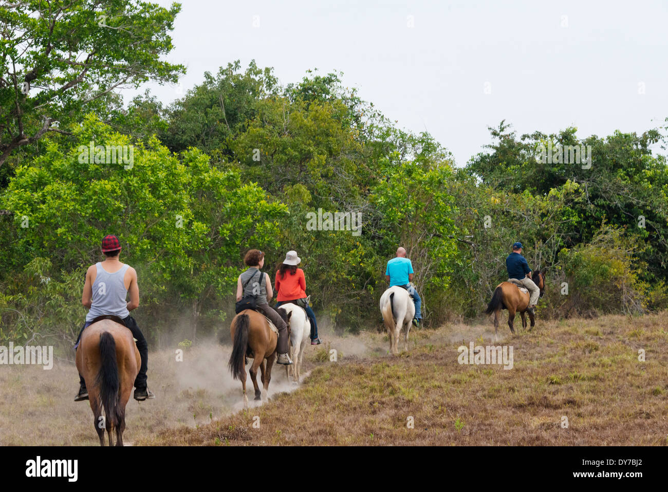 Tourists riding on horseback, Los Llanos, Venezuela Stock Photo - Alamy