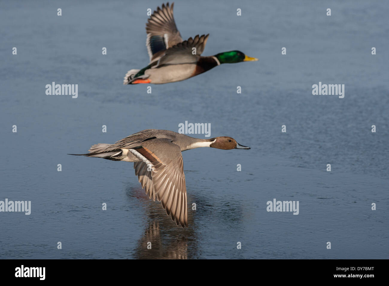 Northern pintail and Mallard duck drakes in flight over frozen lagoon ...