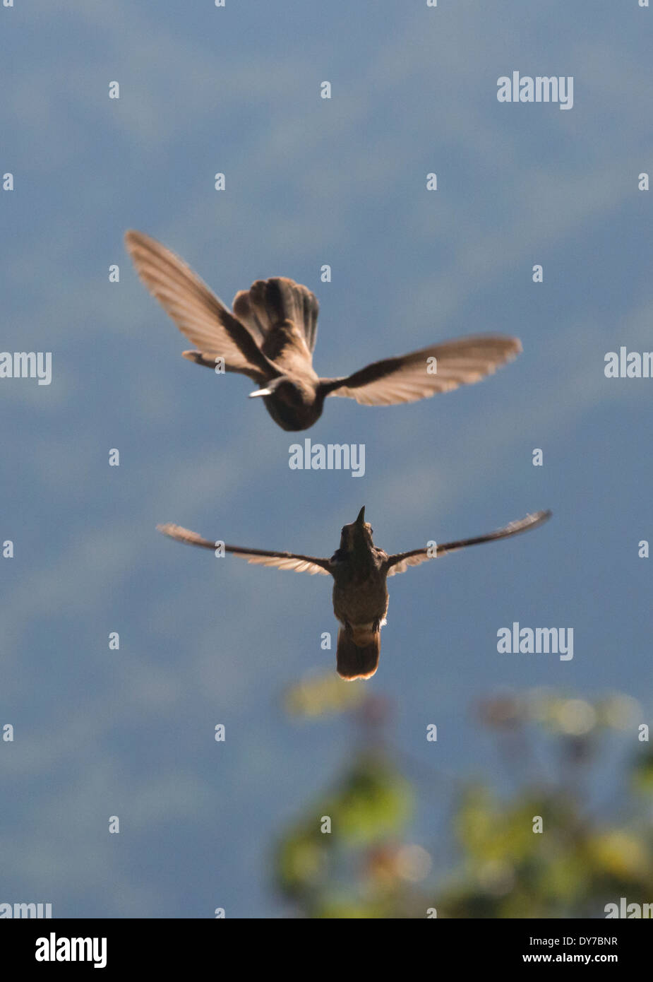 Hummingbirds of venezuela hi-res stock photography and images - Alamy