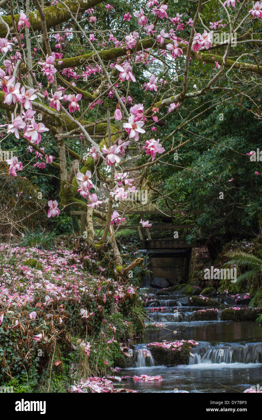 Magnolia Tree with petals falling on the bank and in the stream Stock ...