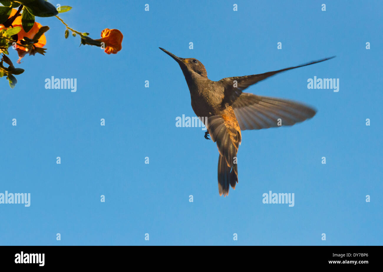 Venezuela hummingbird hi-res stock photography and images - Alamy