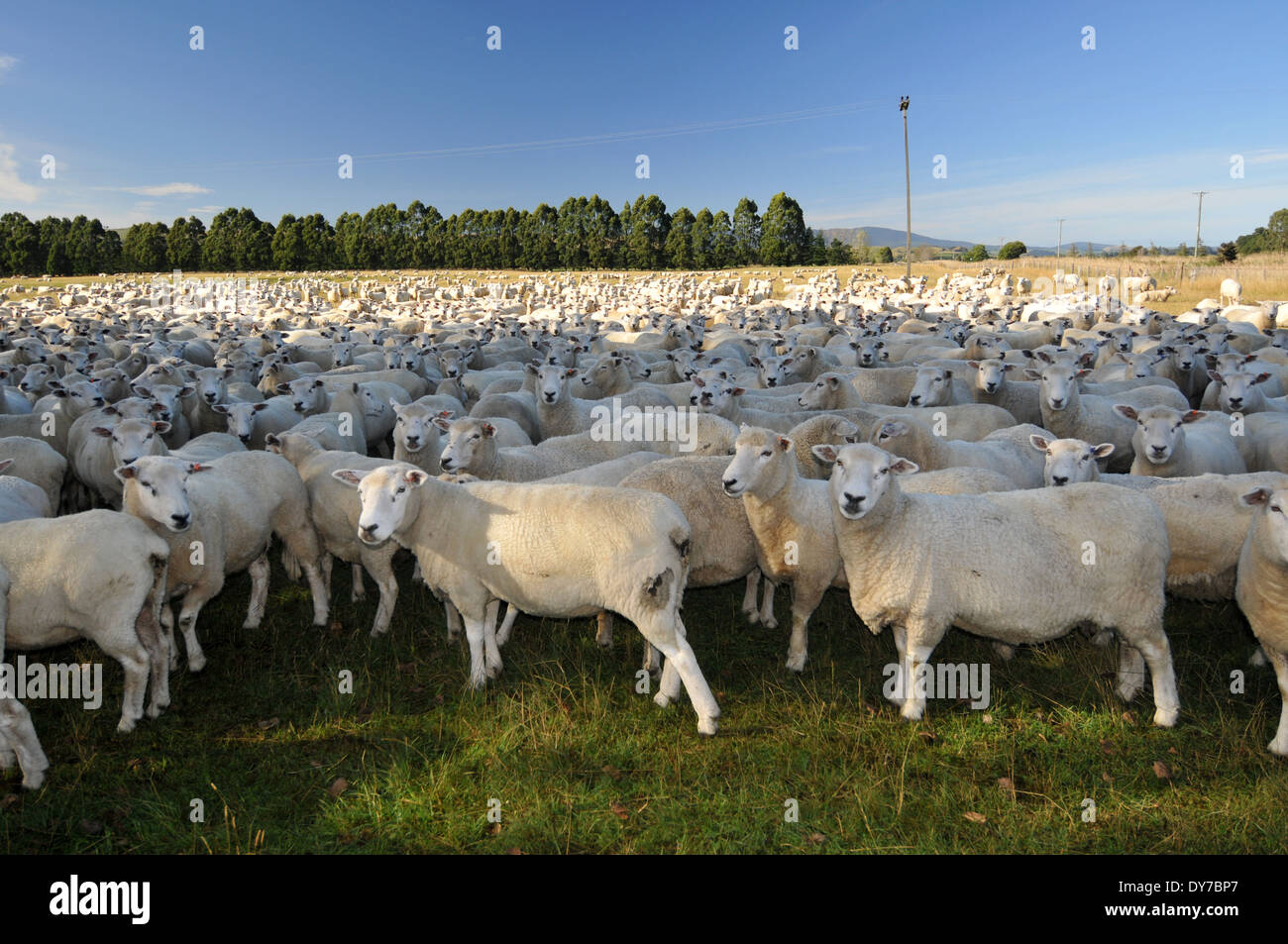 Sheep, Ovis aries, in a farm field, South Island, New Zealand Stock ...
