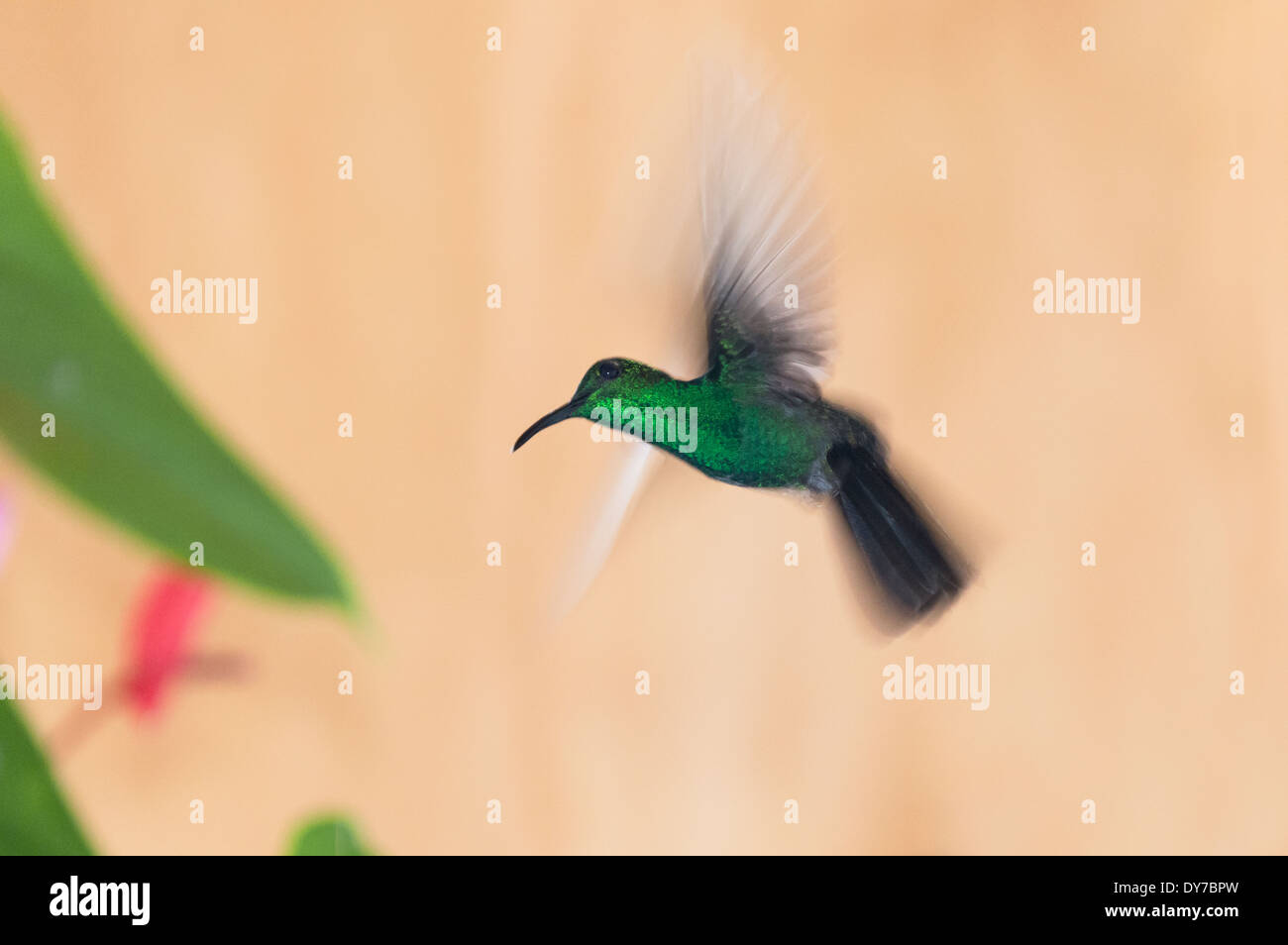 Venezuela hummingbird hi-res stock photography and images - Alamy