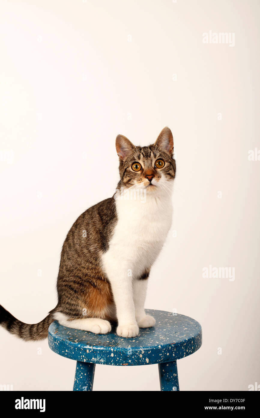 Birdy hi-res stock photography and images - Alamy