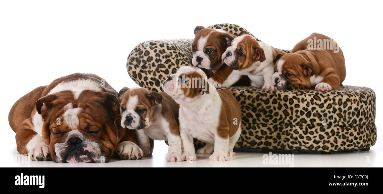 dog family - english bulldog father and five puppies isolated on white ...