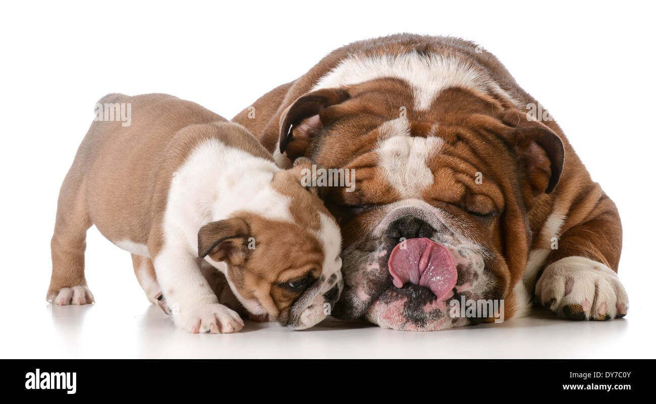 bulldog father and son isolated on white background Stock Photo - Alamy