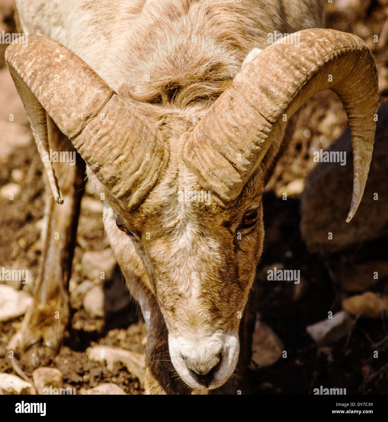 Bighorn Sheep, Ovis Canadensis, Lamar Valley, Yellowstone National Park ...