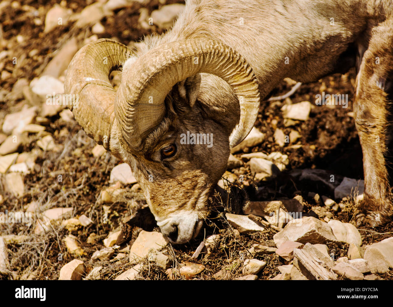 Bighorn Sheep, Ovis Canadensis, Lamar Valley, Yellowstone National Park ...