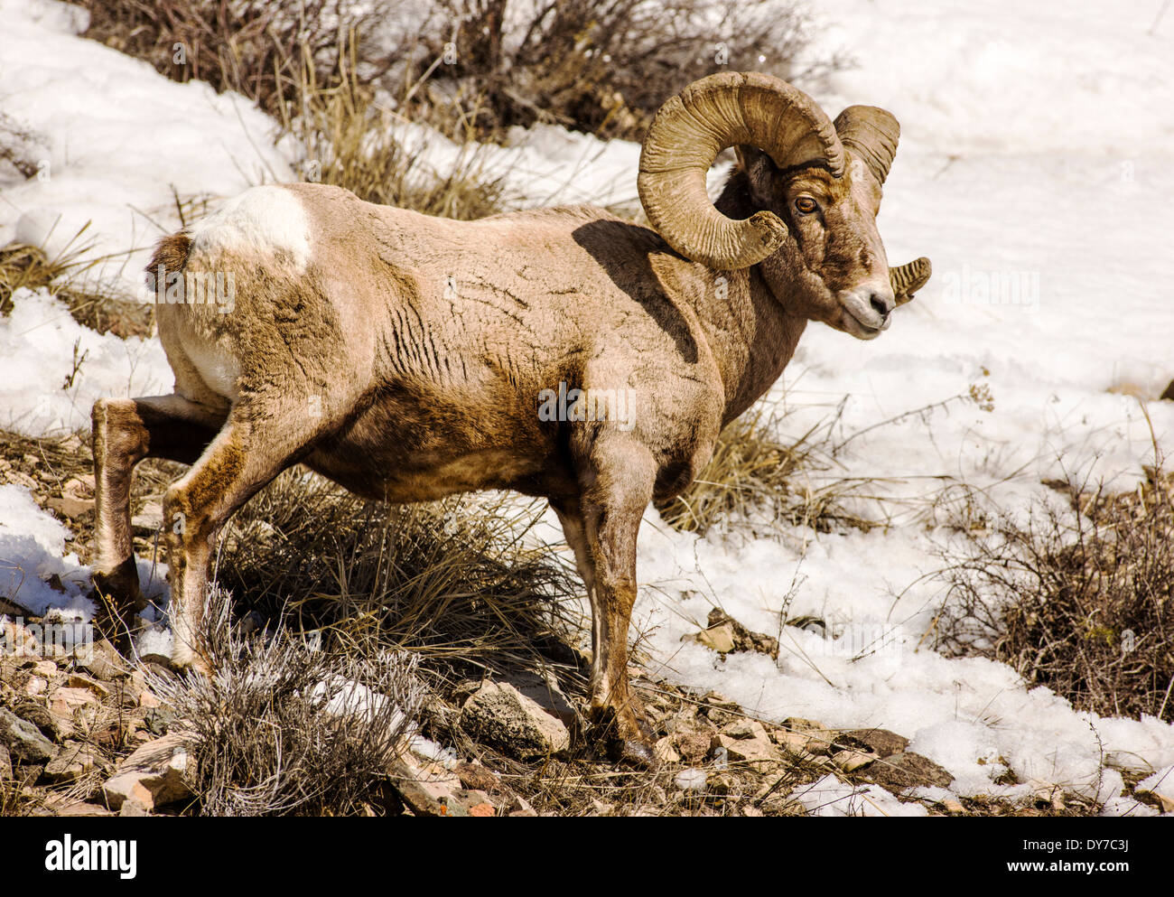 Bighorn Sheep, Ovis Canadensis, Lamar Valley, Yellowstone National Park ...