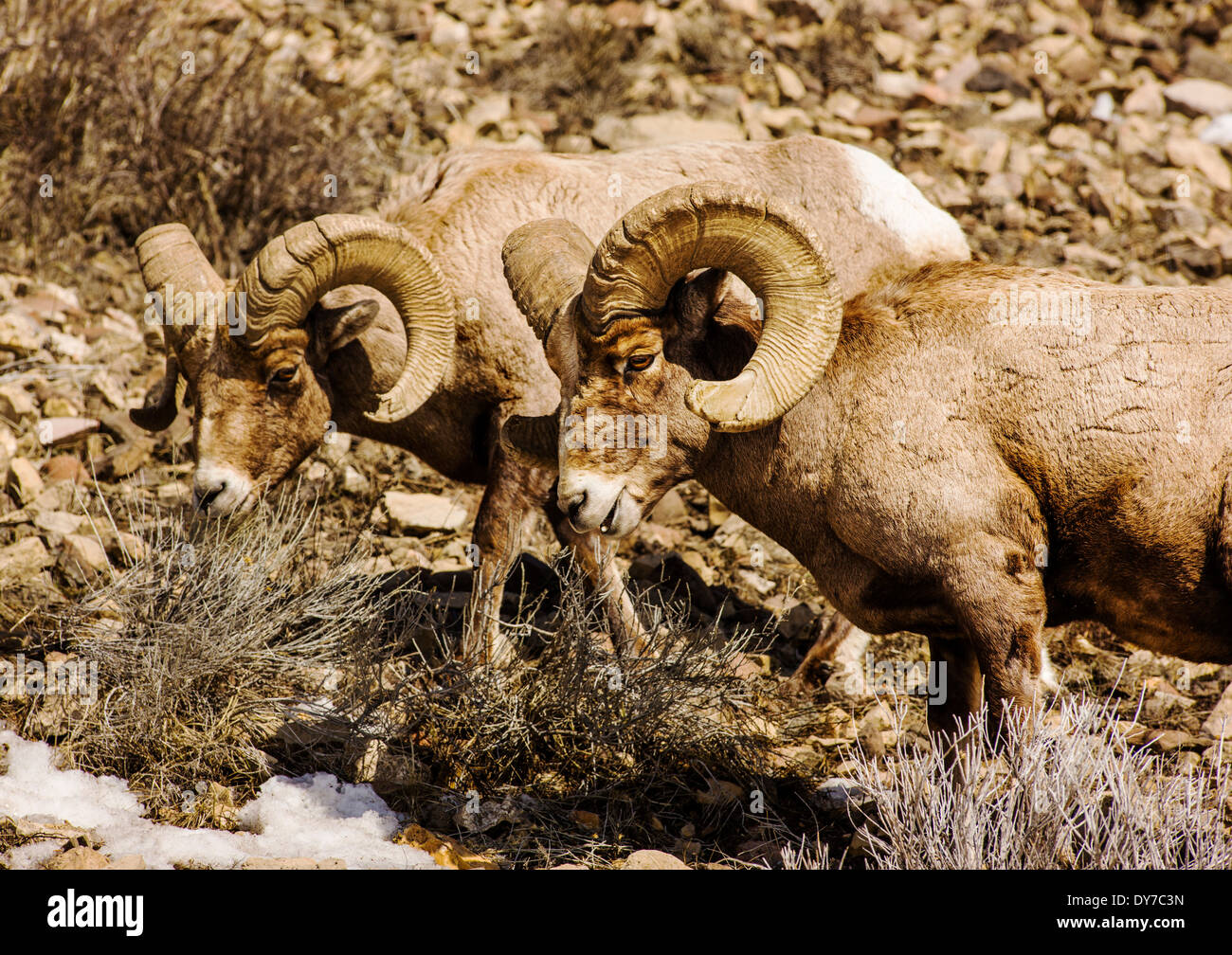 Bighorn Sheep, Ovis Canadensis, Lamar Valley, Yellowstone National Park ...