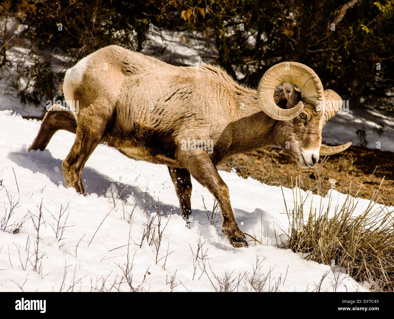 Bighorn Sheep, Ovis Canadensis, Lamar Valley, Yellowstone National Park ...