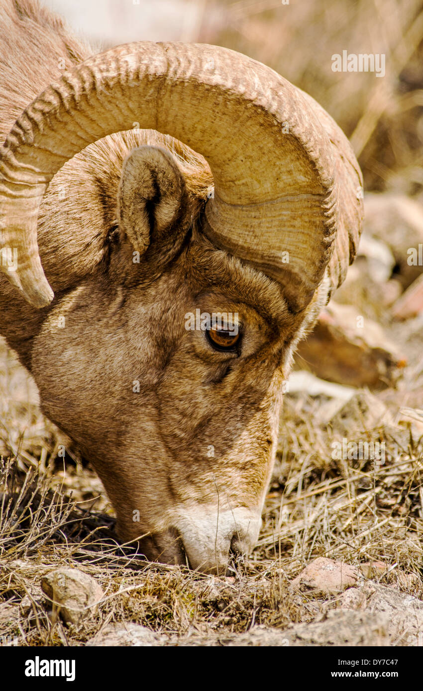 Bighorn Sheep, Ovis Canadensis, Lamar Valley, Yellowstone National Park ...