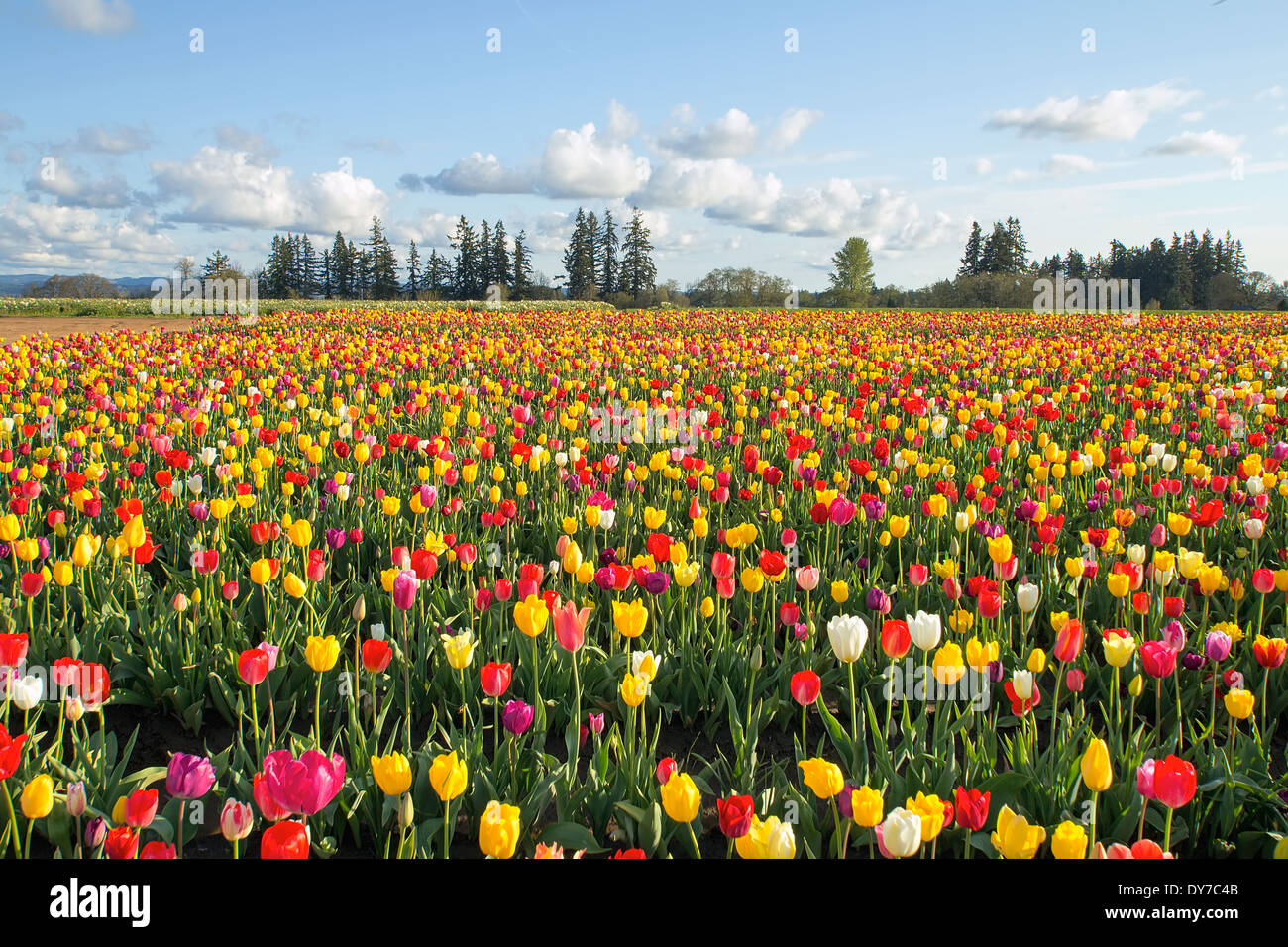 Field of Colorful Tulip Flowers in Bloom During Spring Season Landscape ...