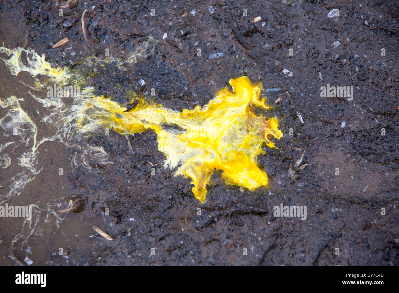 Bird faeces hi-res stock photography and images - Alamy