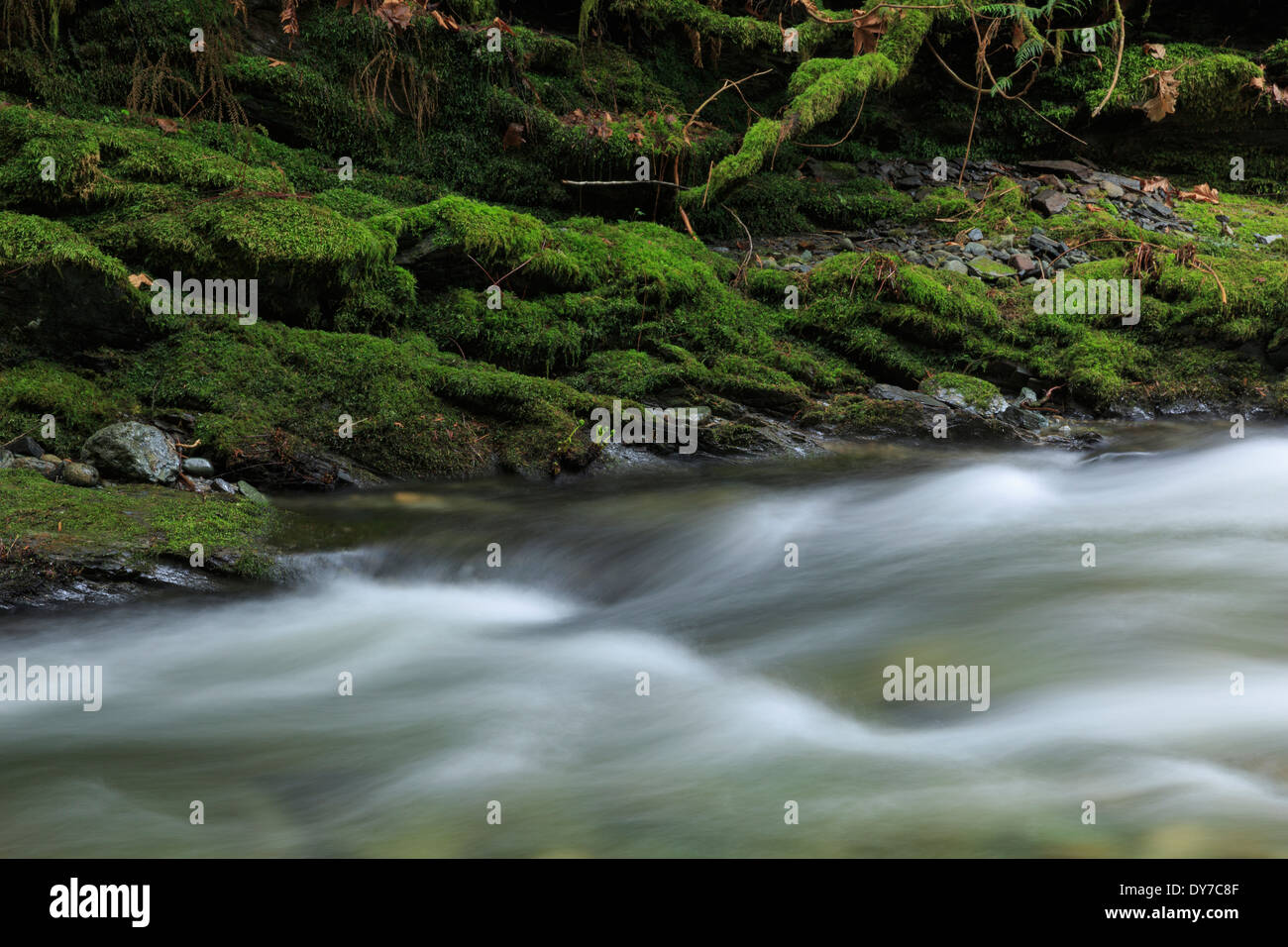 Rushing water of a stream in the temperate rainforest of Goldstream ...