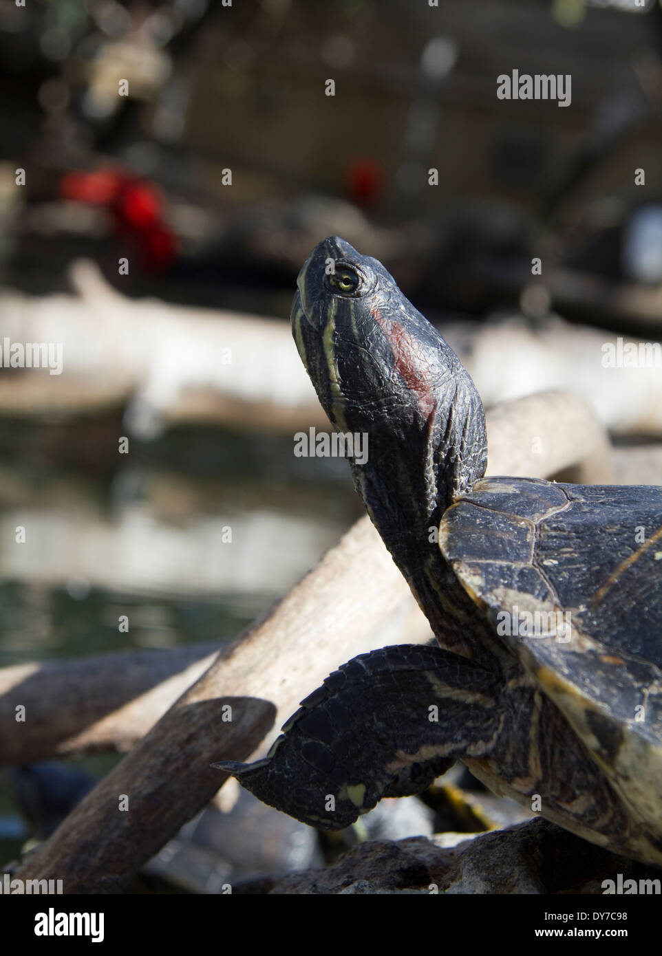 Turtle in the City of Arts and Sciences Valencia Spain EU Stock Photo ...