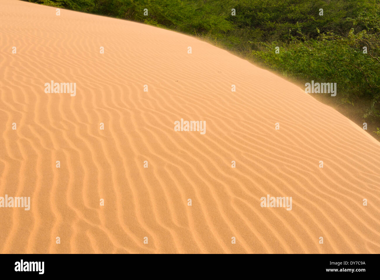 Sand dunes, Medanos de Coro National Park, near Coro, Falcon State ...