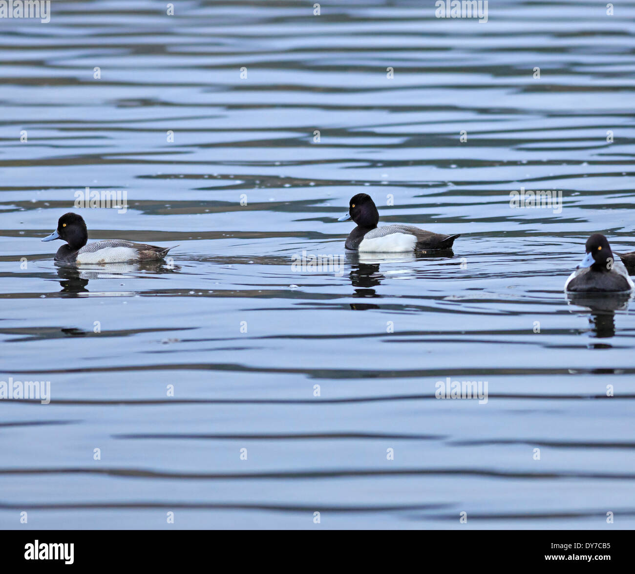 Lesser Scaup, Aythya affinis Stock Photo - Alamy