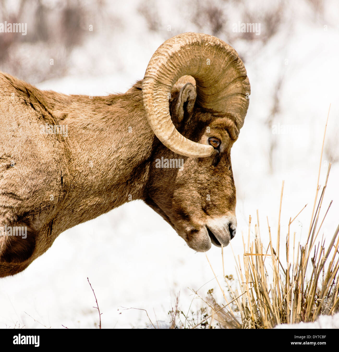 Bighorn Sheep, Ovis Canadensis, Lamar Valley, Yellowstone National Park ...