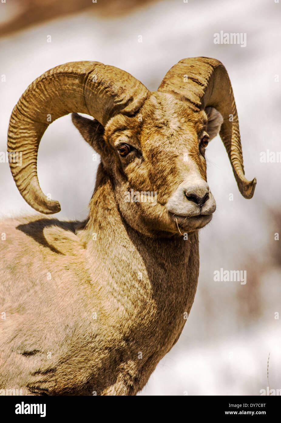 Bighorn Sheep, Ovis Canadensis, Lamar Valley, Yellowstone National Park ...