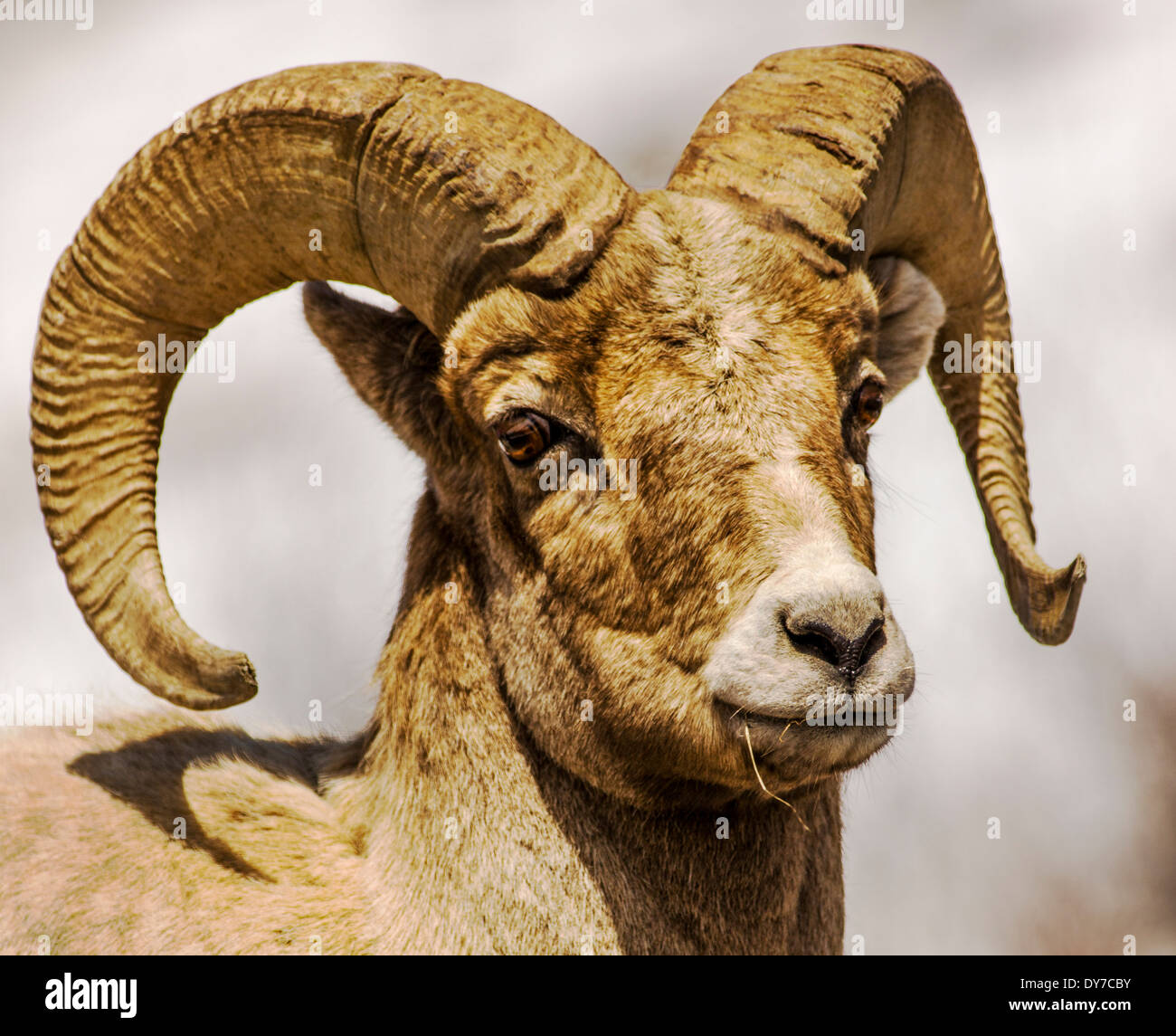 Yellowstone bighorn sheep hi-res stock photography and images - Alamy