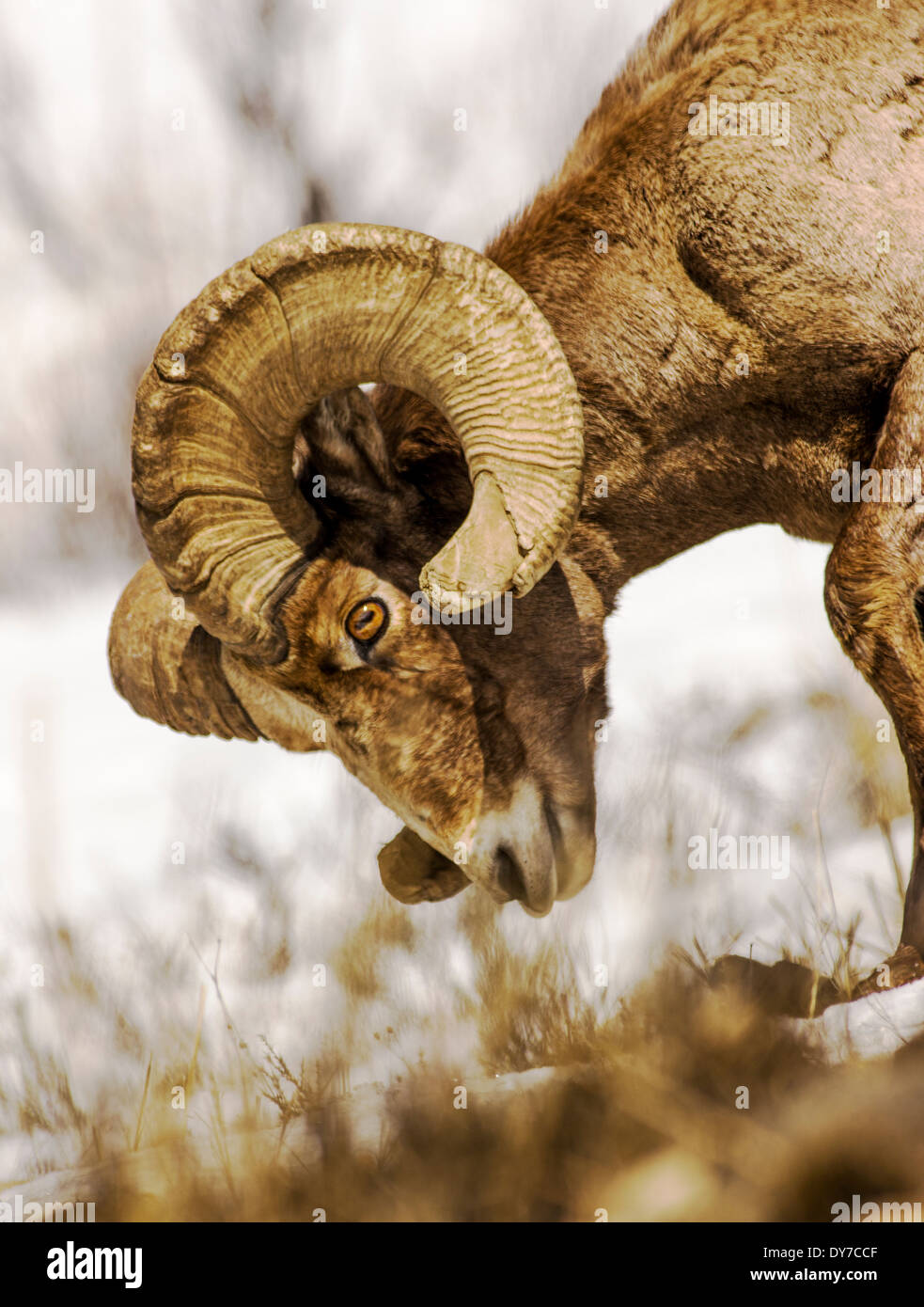 Bighorn Sheep, Ovis Canadensis, Lamar Valley, Yellowstone National Park ...