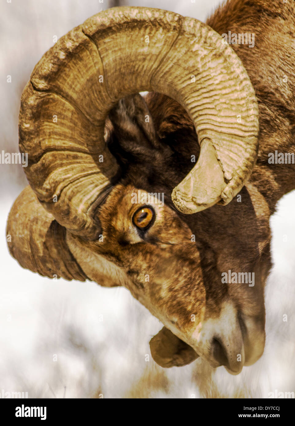 Bighorn Sheep, Ovis Canadensis, Lamar Valley, Yellowstone National Park ...
