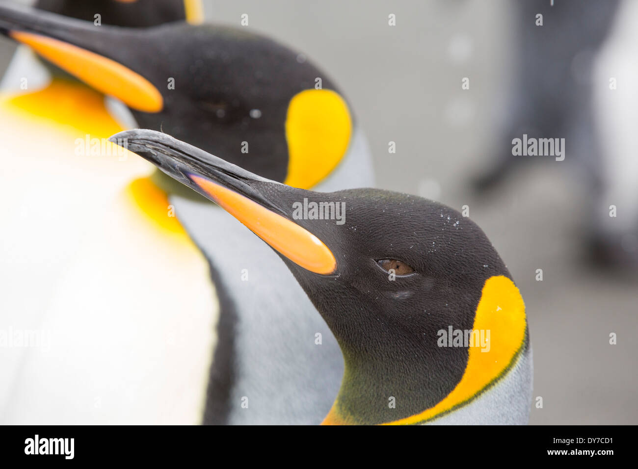 King Penguins on Salisbury Plain on South Georgia Stock Photo - Alamy