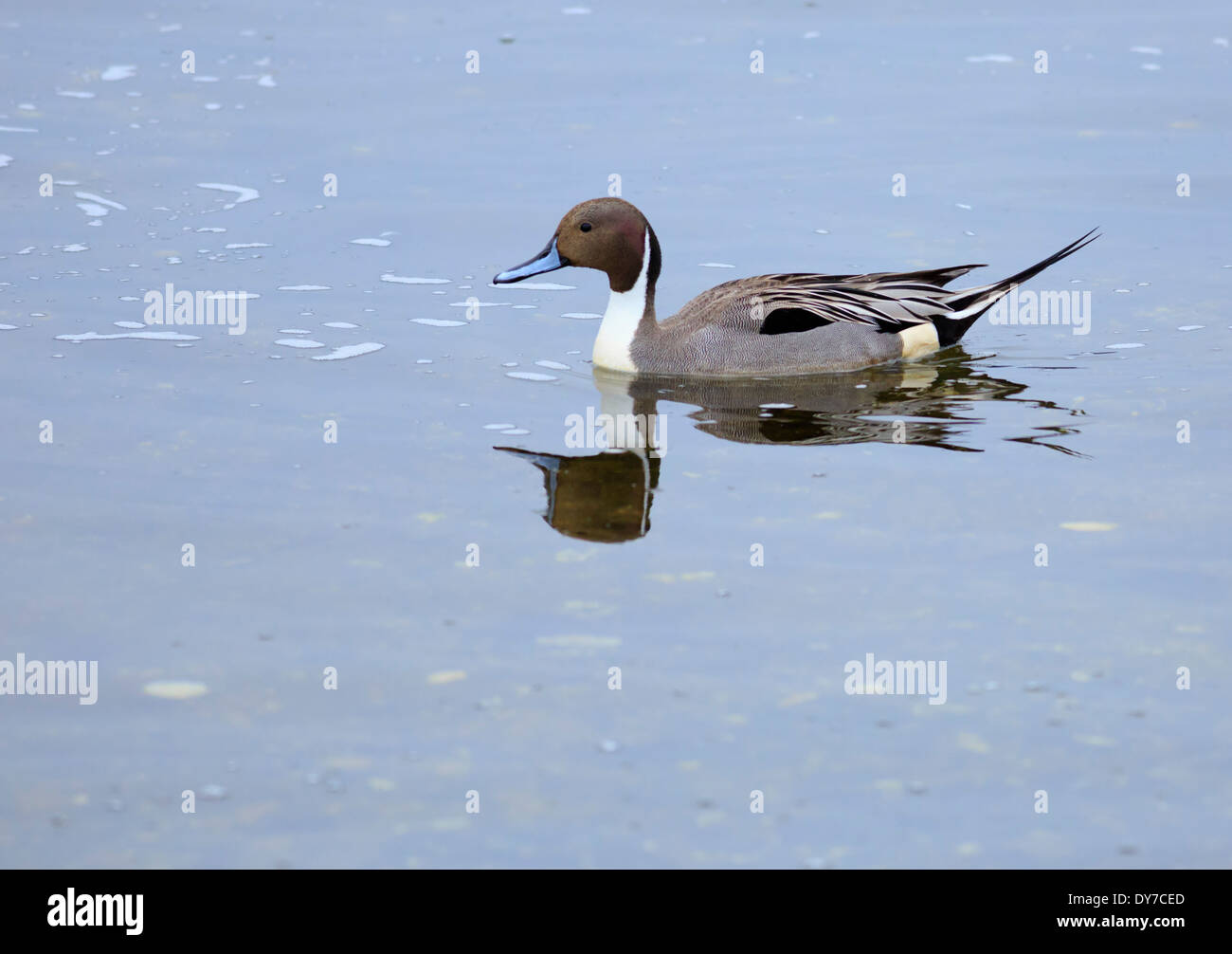 Northern pintail duck hi-res stock photography and images - Alamy