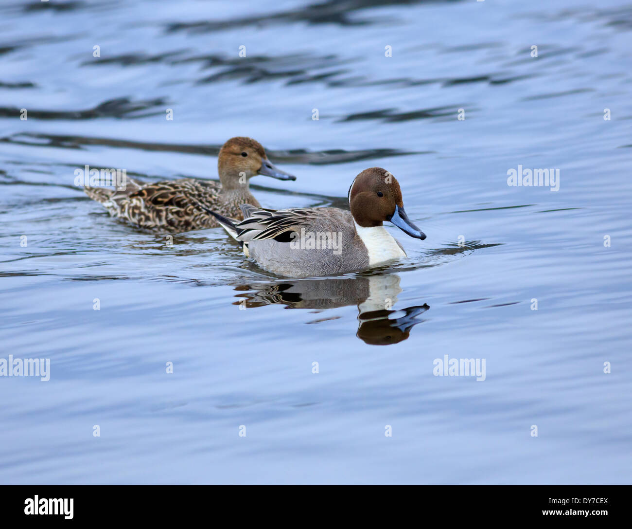 Northern pintail duck High Resolution Stock Photography and Images - Alamy