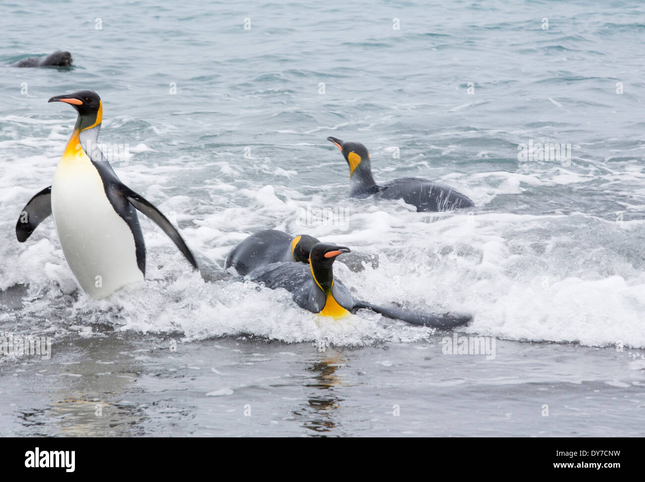 King Penguins on Salisbury Plain, South Georgia Stock Photo - Alamy