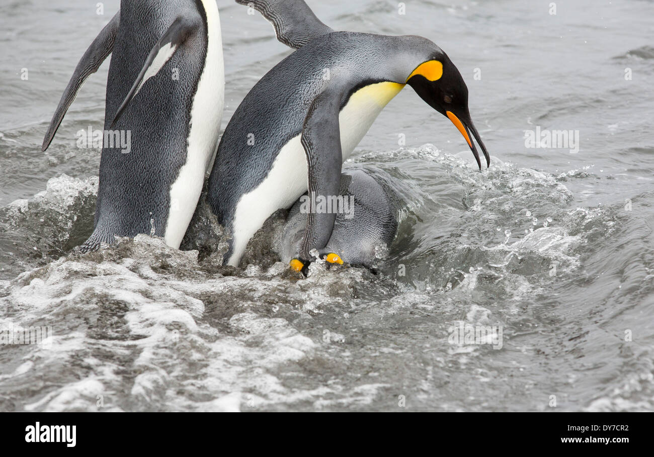 King Penguins on Salisbury Plain, South Georgia Stock Photo - Alamy