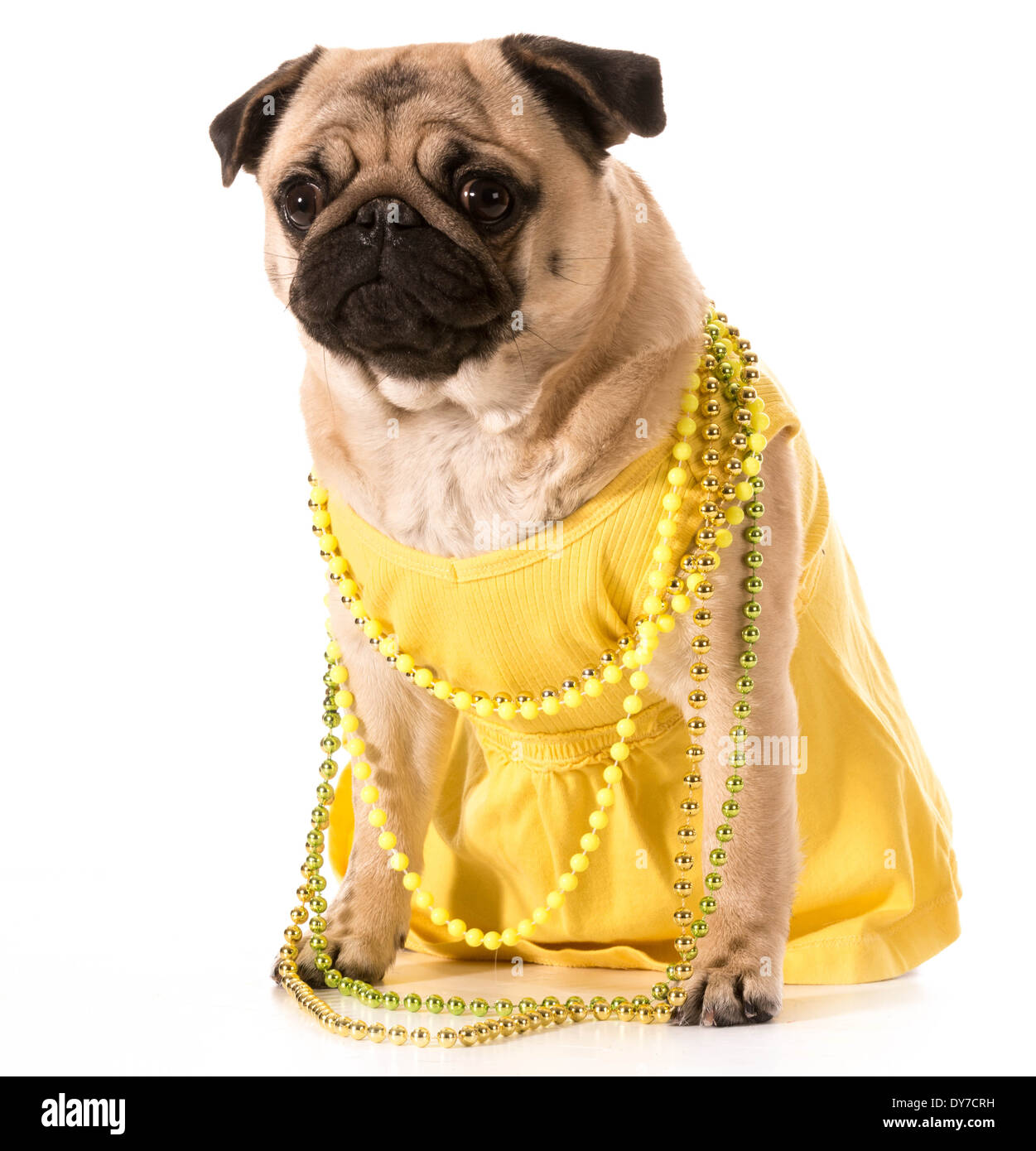 female pug wearing yellow sundress and beads isolated on white ...
