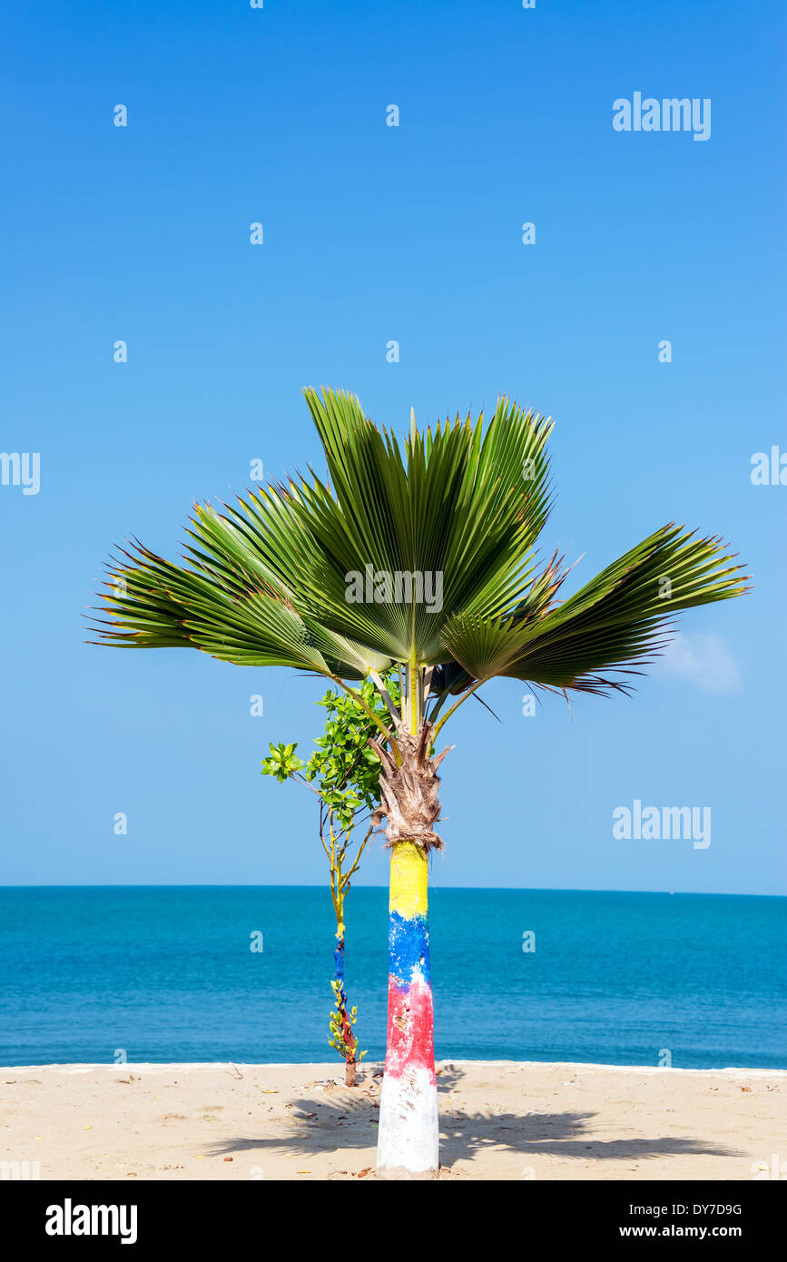 Small palm tree in Tolu, Colombia with the colors of the Colombian flag ...