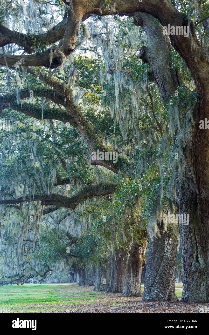Live oak tree trees spanish moss hi-res stock photography and images ...