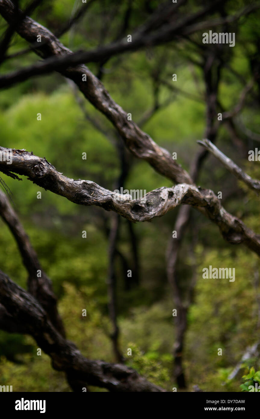 Manuka Bush High Resolution Stock Photography and Images - Alamy