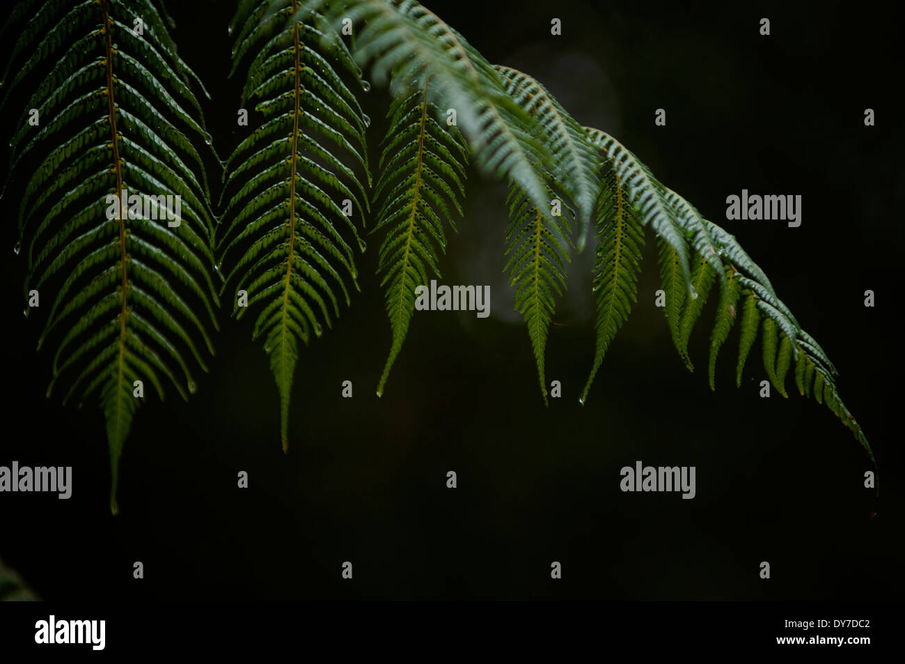 New Zealand silver fern Stock Photo - Alamy