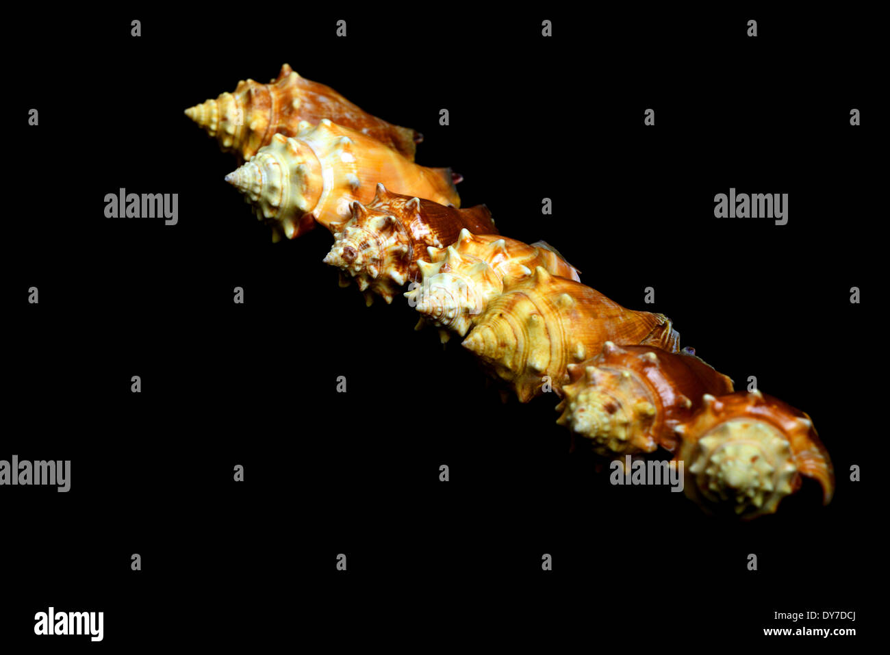 beach background of row of seashells on black Stock Photo - Alamy